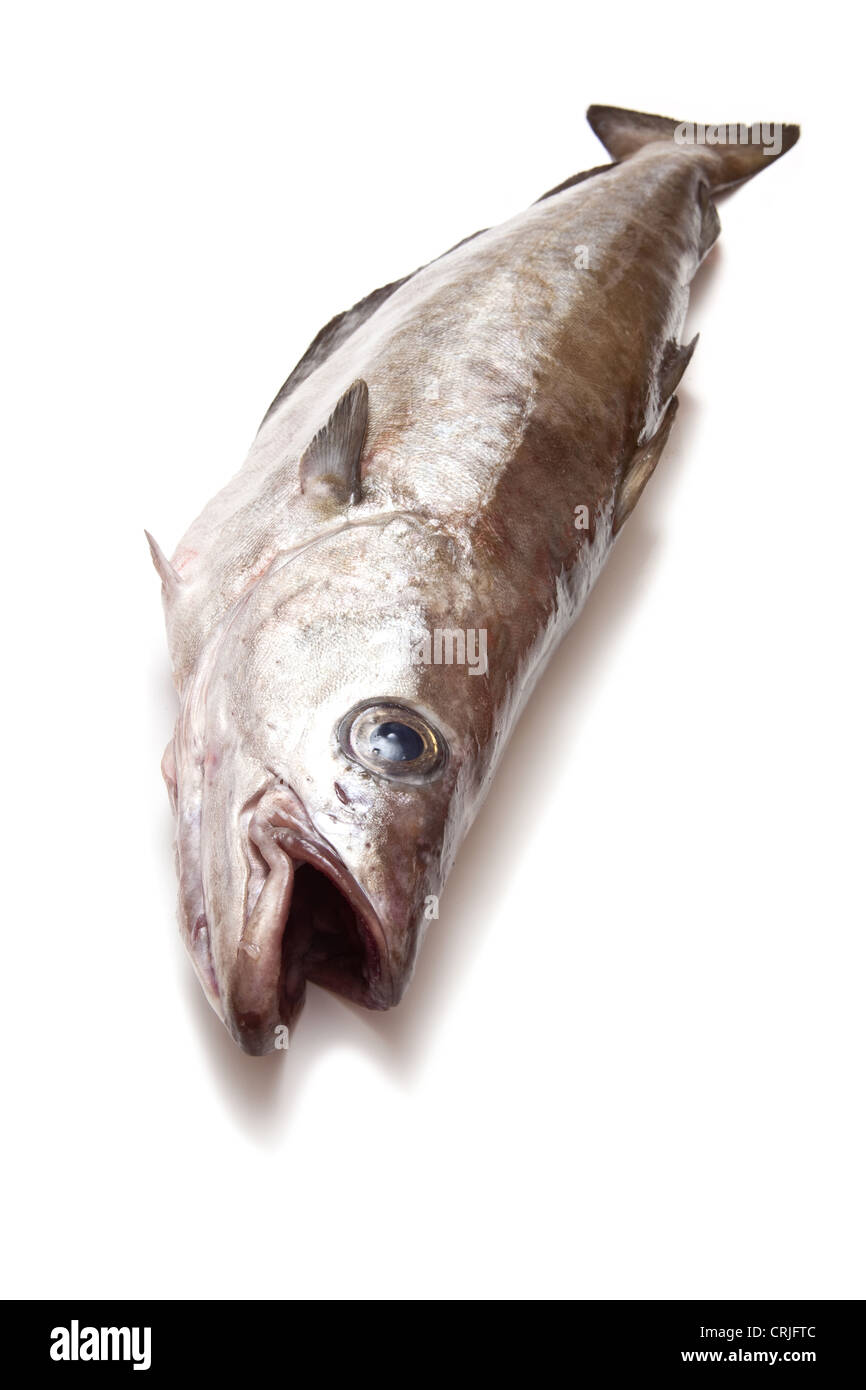 Whole fresh Pollock (Pollachius pollachius) fish 2.6kg or 5lb 7oz ...