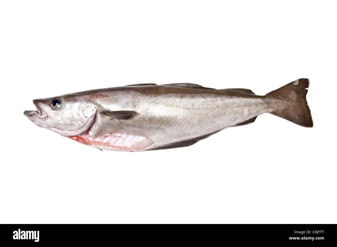 Whole pollock hi-res stock photography and images - Alamy