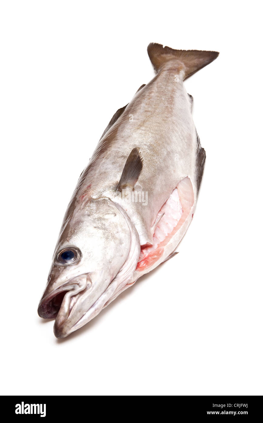 Pollock (Pollachius pollachius) fish isolated on a white studio ...