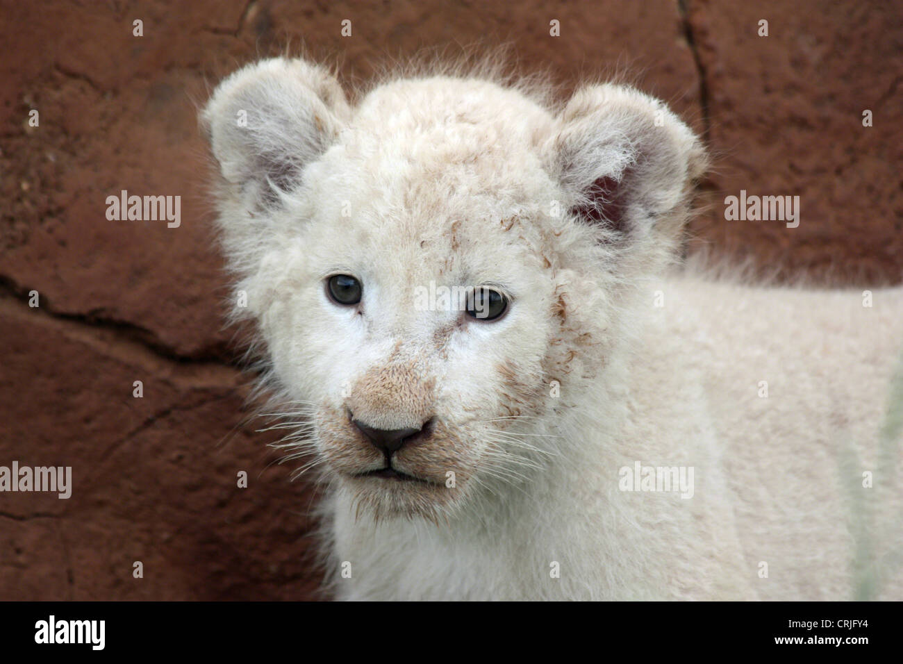 White Liger Cubs