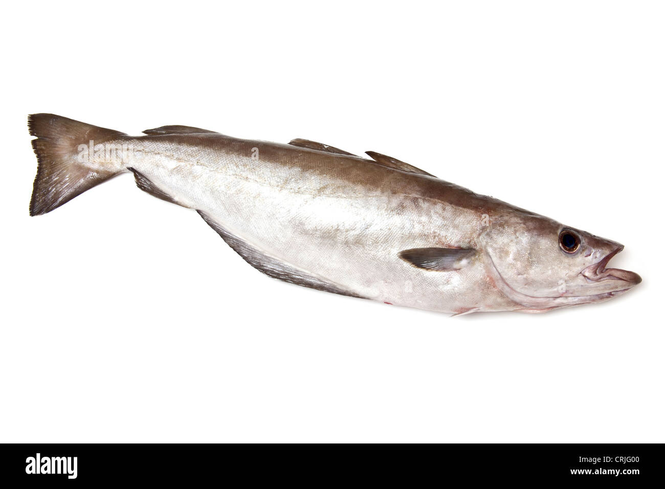 Pollock (Pollachius pollachius) fish isolated on a white studio ...