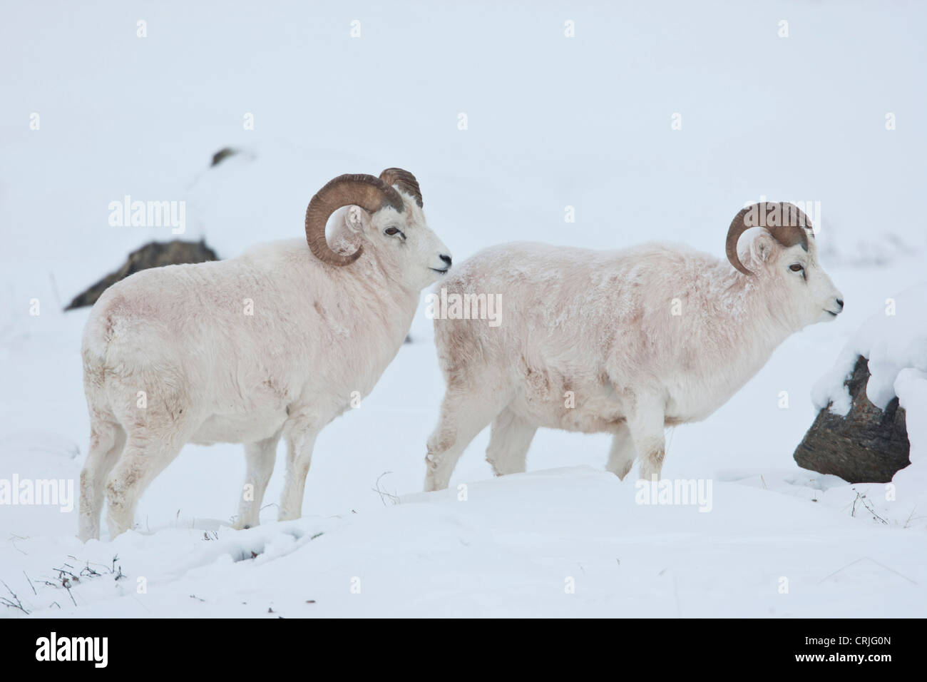 A pair of Dall sheep rams look up from grazing on frozen grasses and ...