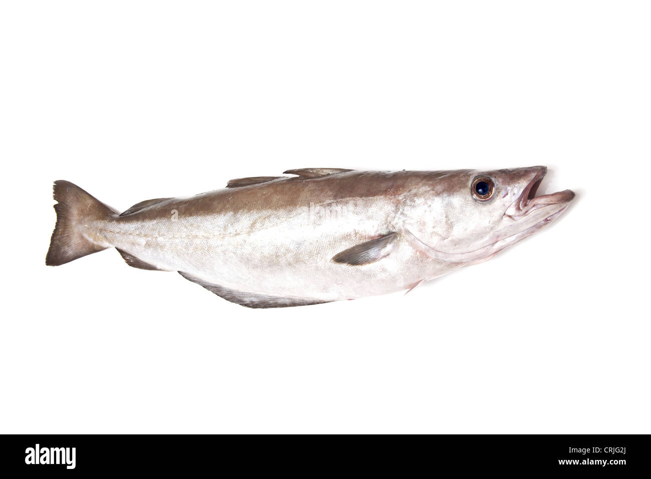 Pollock (Pollachius pollachius) fish isolated on a white studio ...
