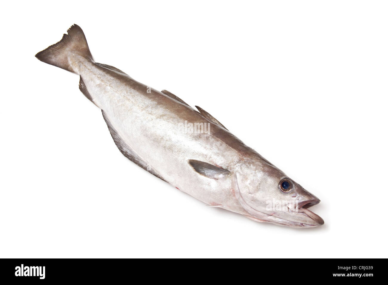 Pollock (Pollachius pollachius) fish isolated on a white studio ...