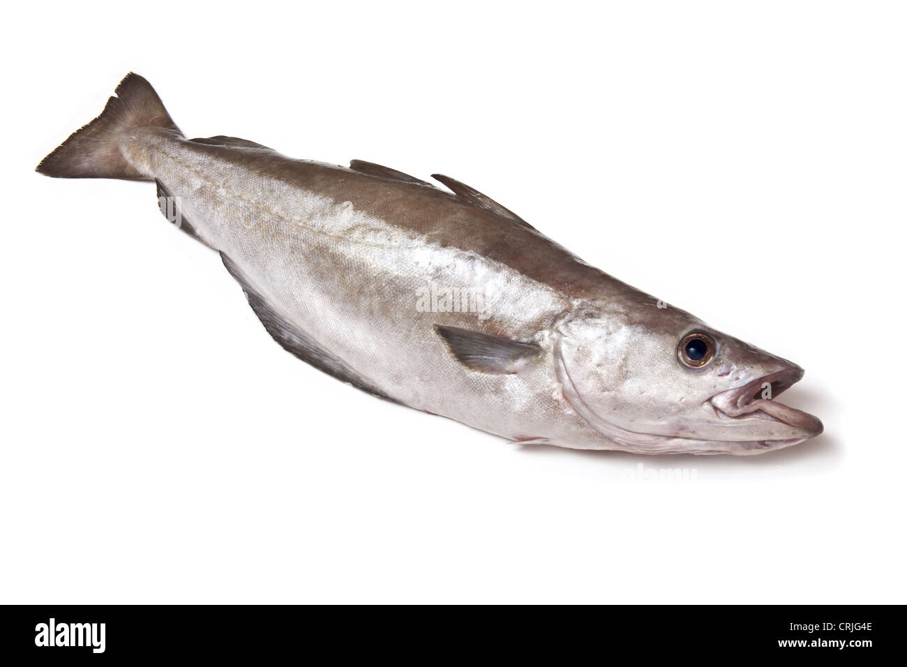 Pollock (Pollachius pollachius) fish isolated on a white studio ...