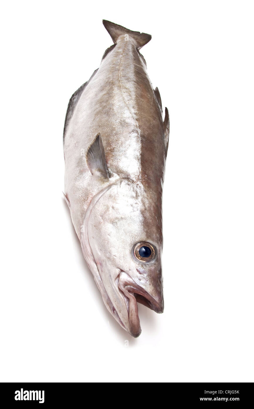 Pollock (Pollachius pollachius) fish isolated on a white studio ...