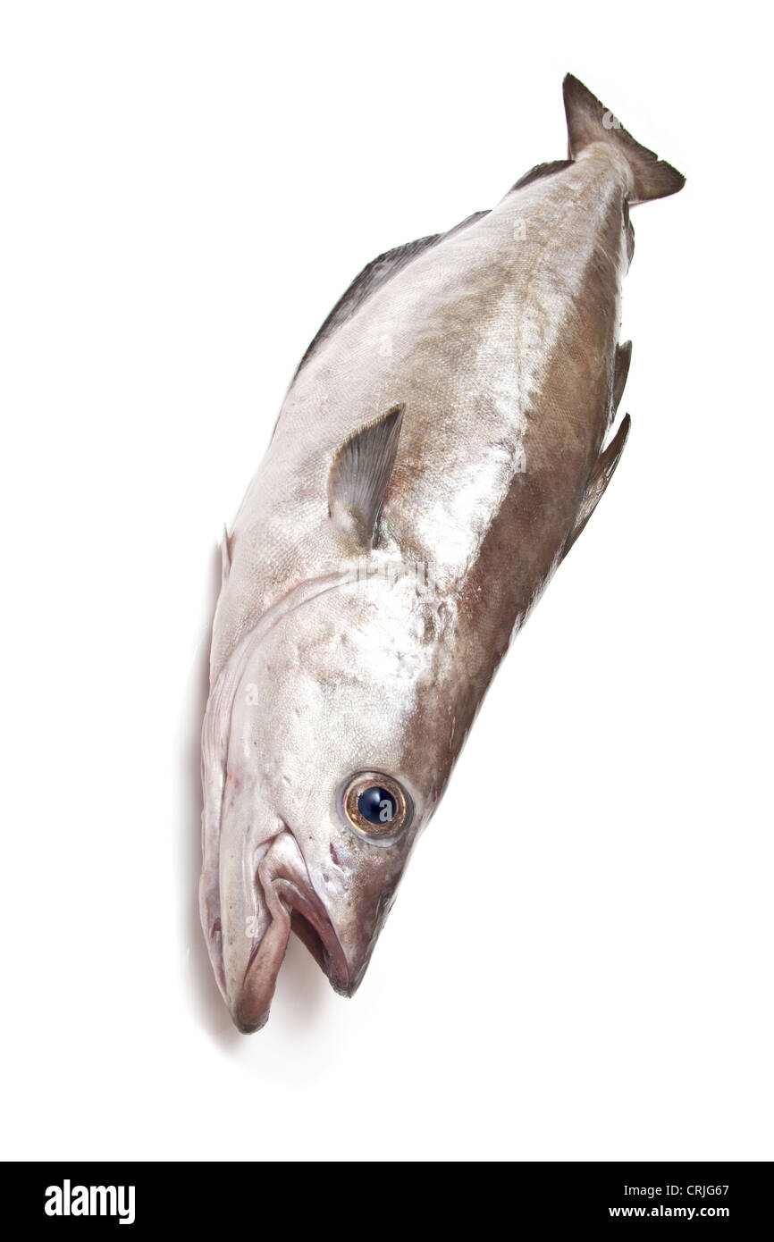 Pollock (Pollachius pollachius) fish isolated on a white studio ...