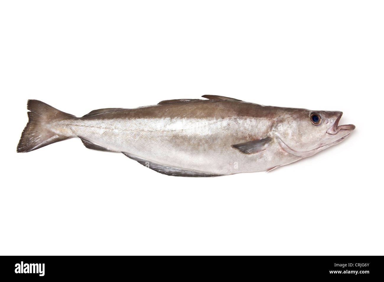 Pollock hi-res stock photography and images - Alamy