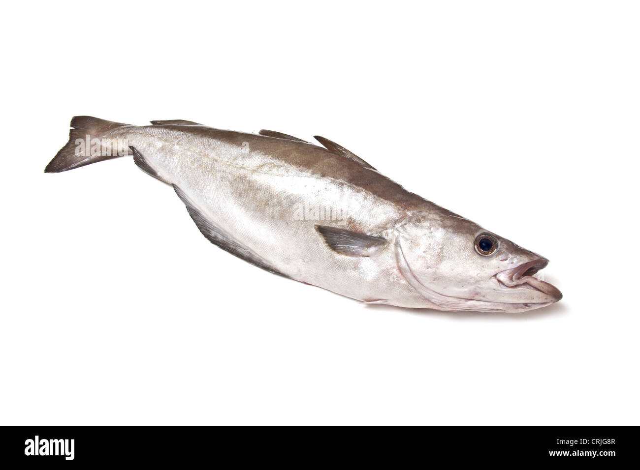 Pollock (Pollachius pollachius) fish isolated on a white studio ...