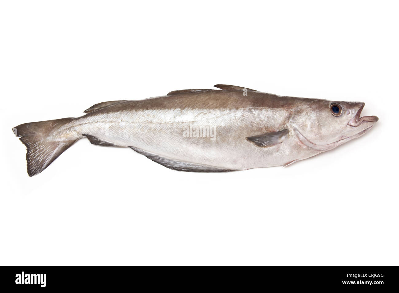 Pollock (Pollachius pollachius) fish isolated on a white studio ...