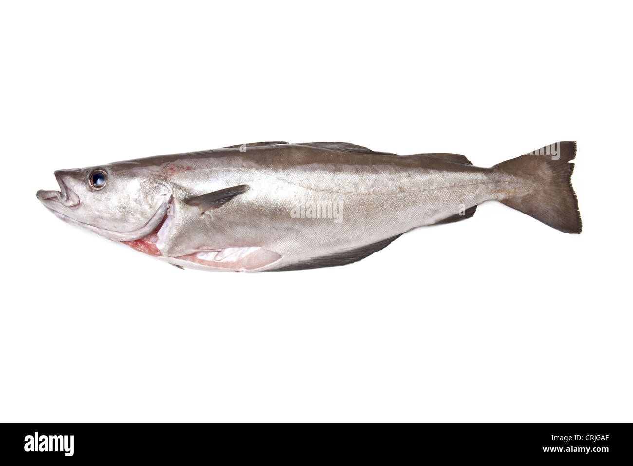 Pollock (Pollachius pollachius) fish isolated on a white studio ...