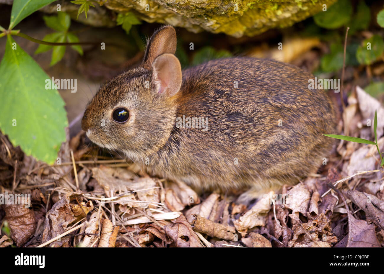 Rabbit profile hi-res stock photography and images - Alamy