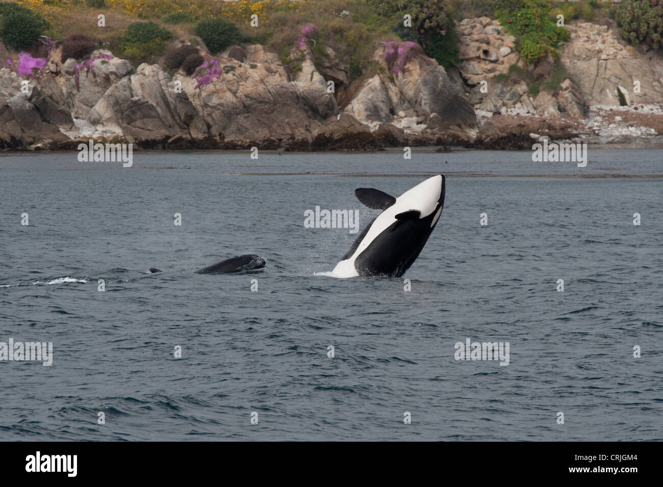 Orca breaching hi-res stock photography and images - Alamy
