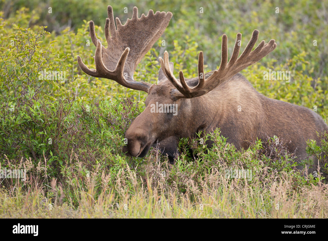 Large bull moose hi-res stock photography and images - Alamy