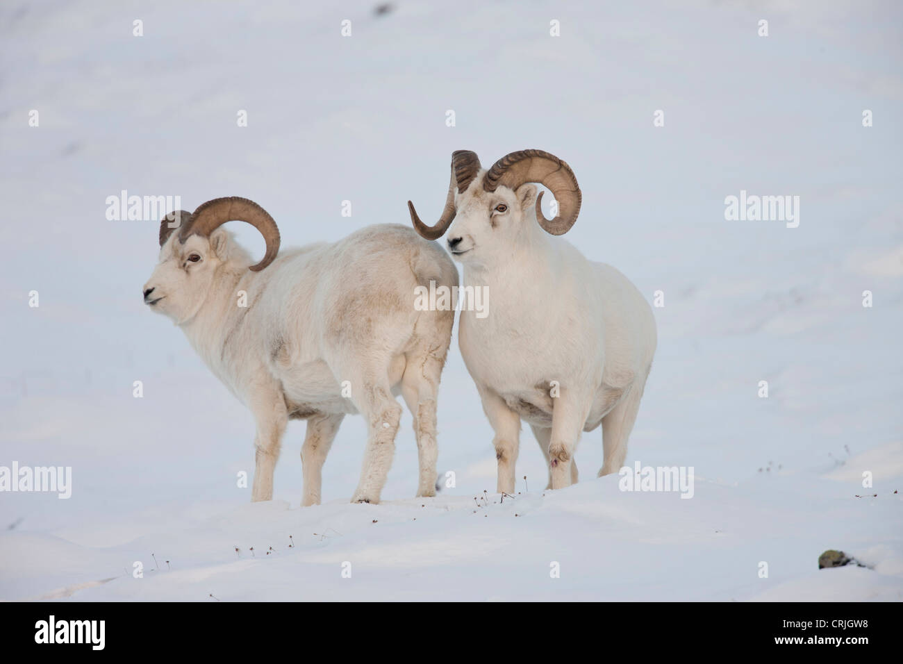 Sheep mating hi-res stock photography and images - Alamy