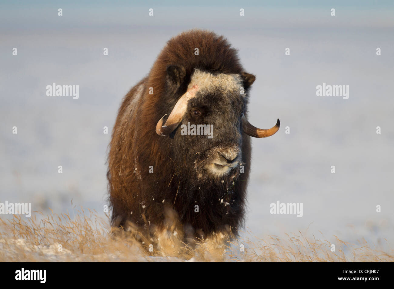 Musk ox anwr hi-res stock photography and images - Alamy