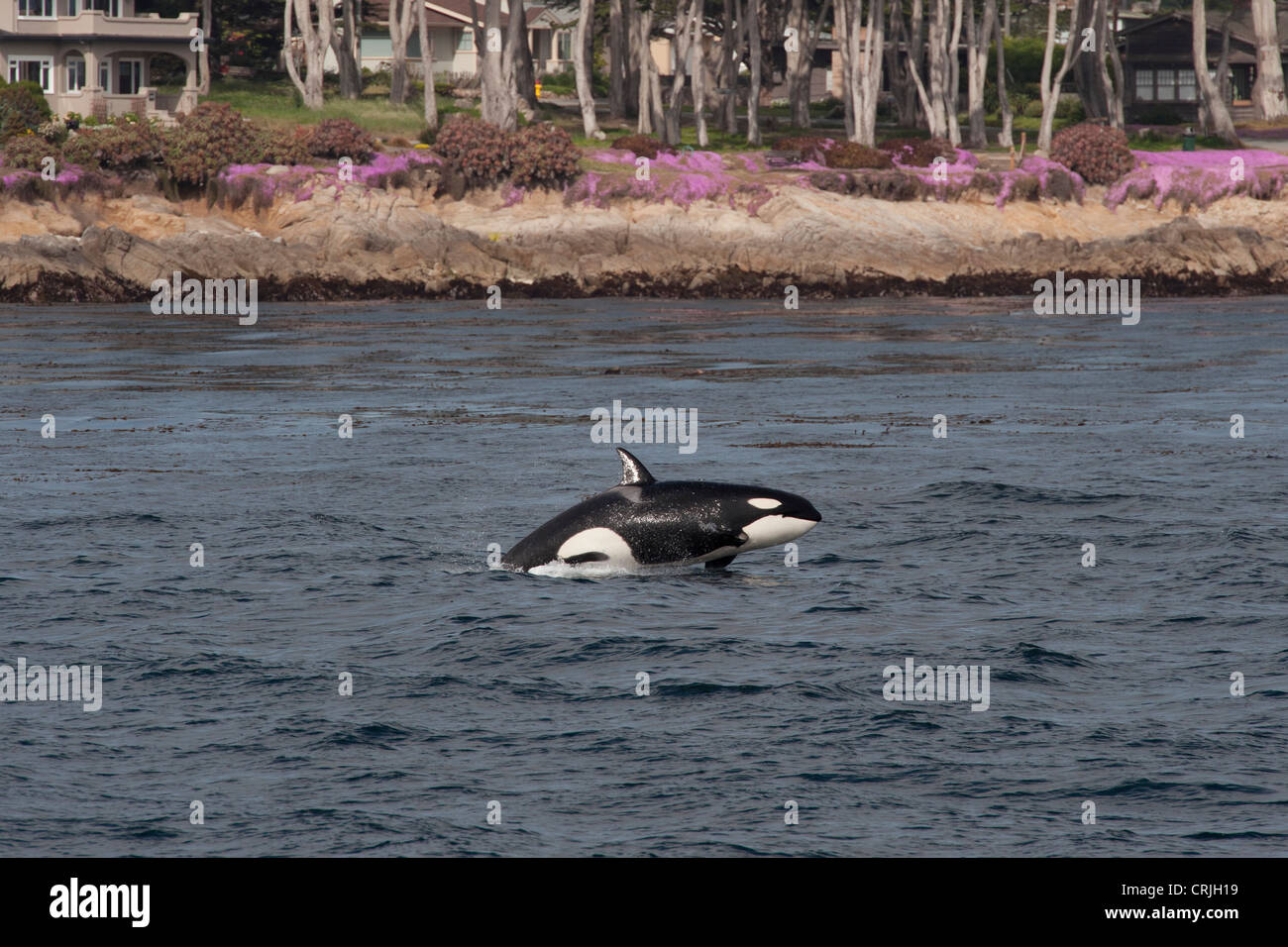 Transient Killer Whale/Orca (Orcinus orca). Juvenile porpoising ...