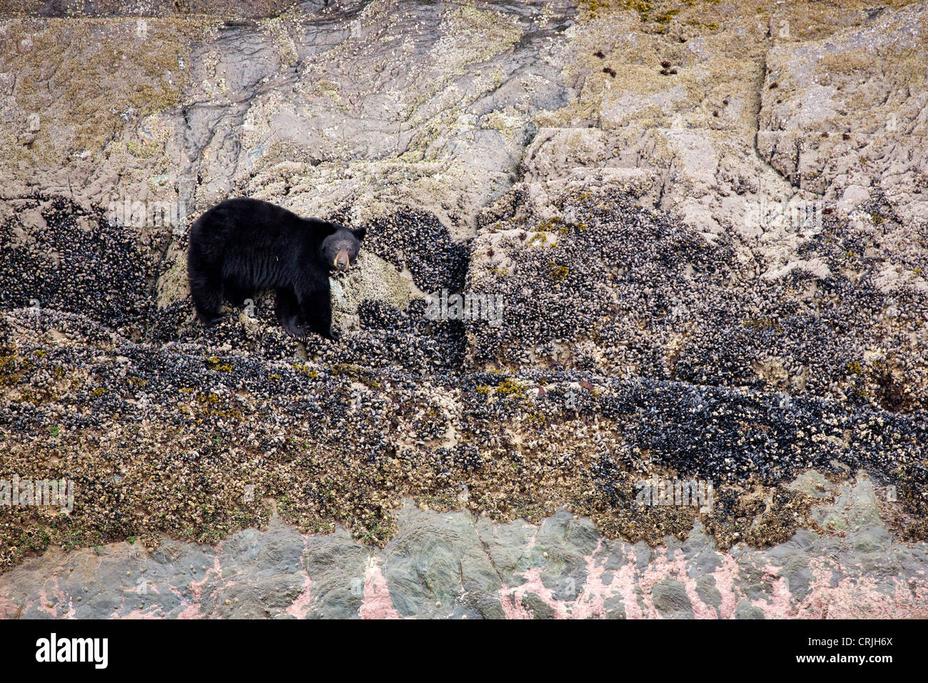 Barnacles feeding hi-res stock photography and images - Alamy