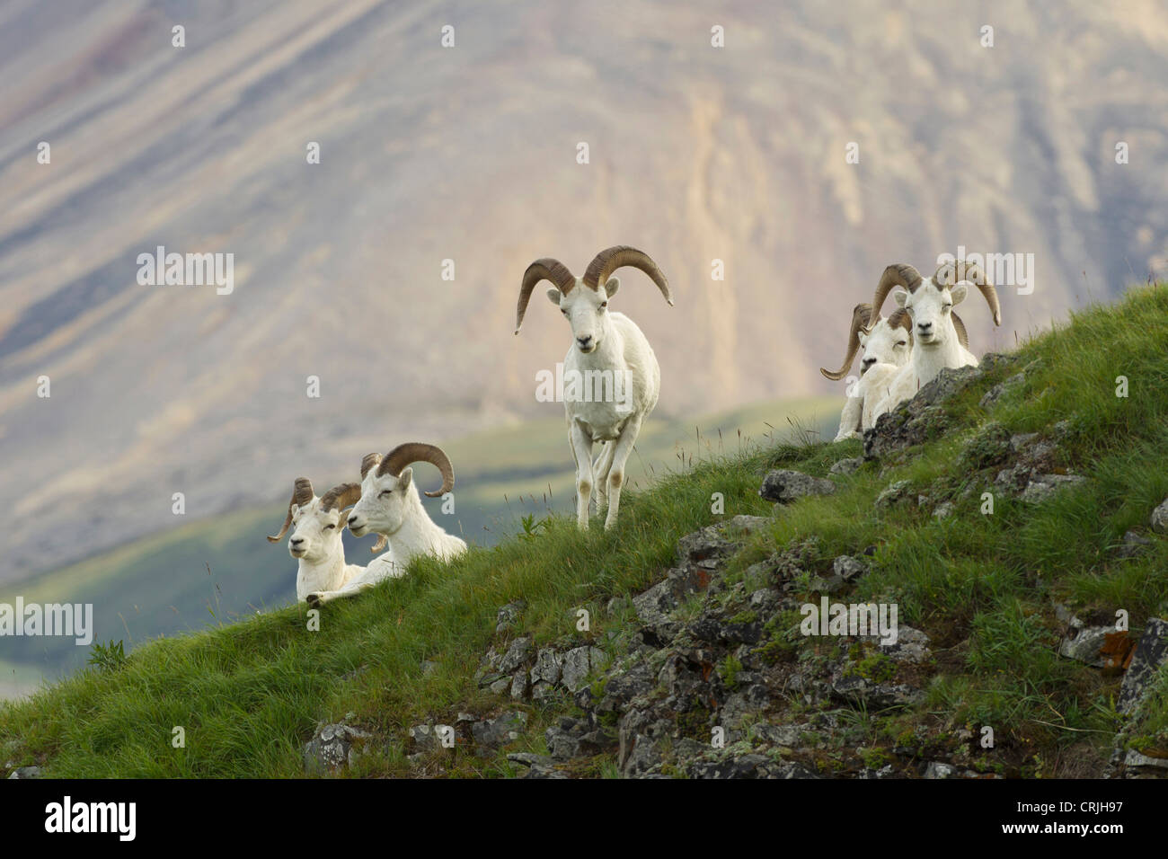 Group dall sheep rams on hi-res stock photography and images - Alamy