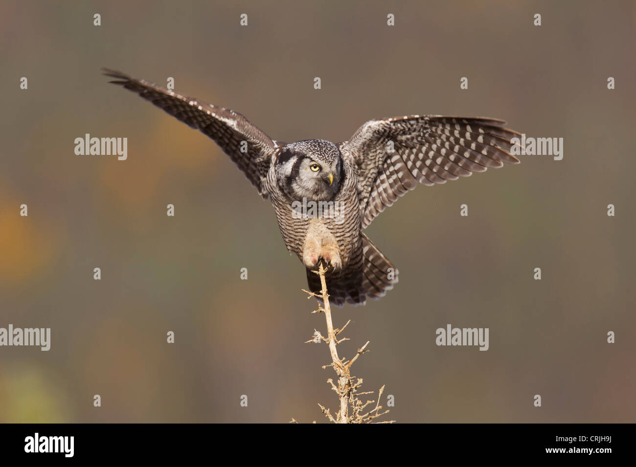 A northern hawk owl surveys the boreal forest for prey from its perch ...