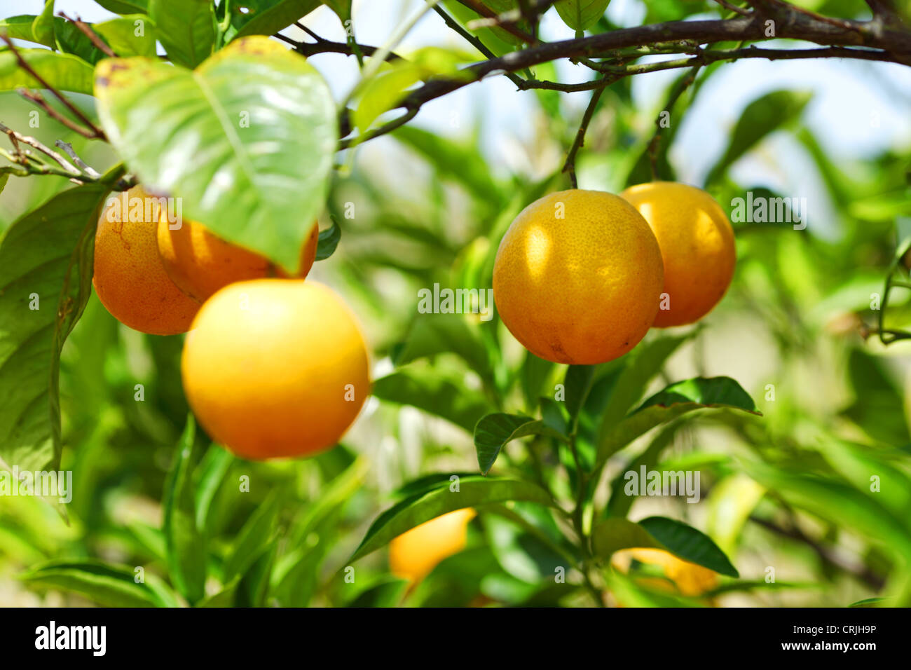 branch orange tree fruits green leaves in Valencia Spain Stock Photo - Alamy