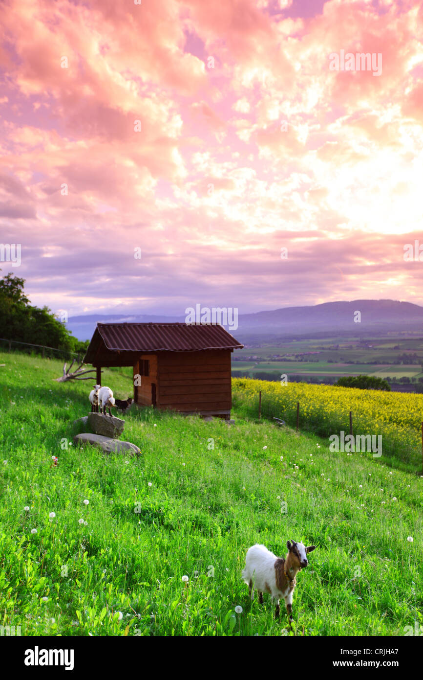 goats in green grass on sunrise Stock Photo - Alamy