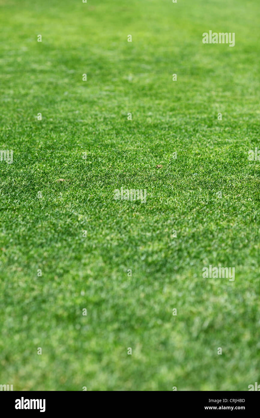 Beautiful green grass texture Stock Photo - Alamy