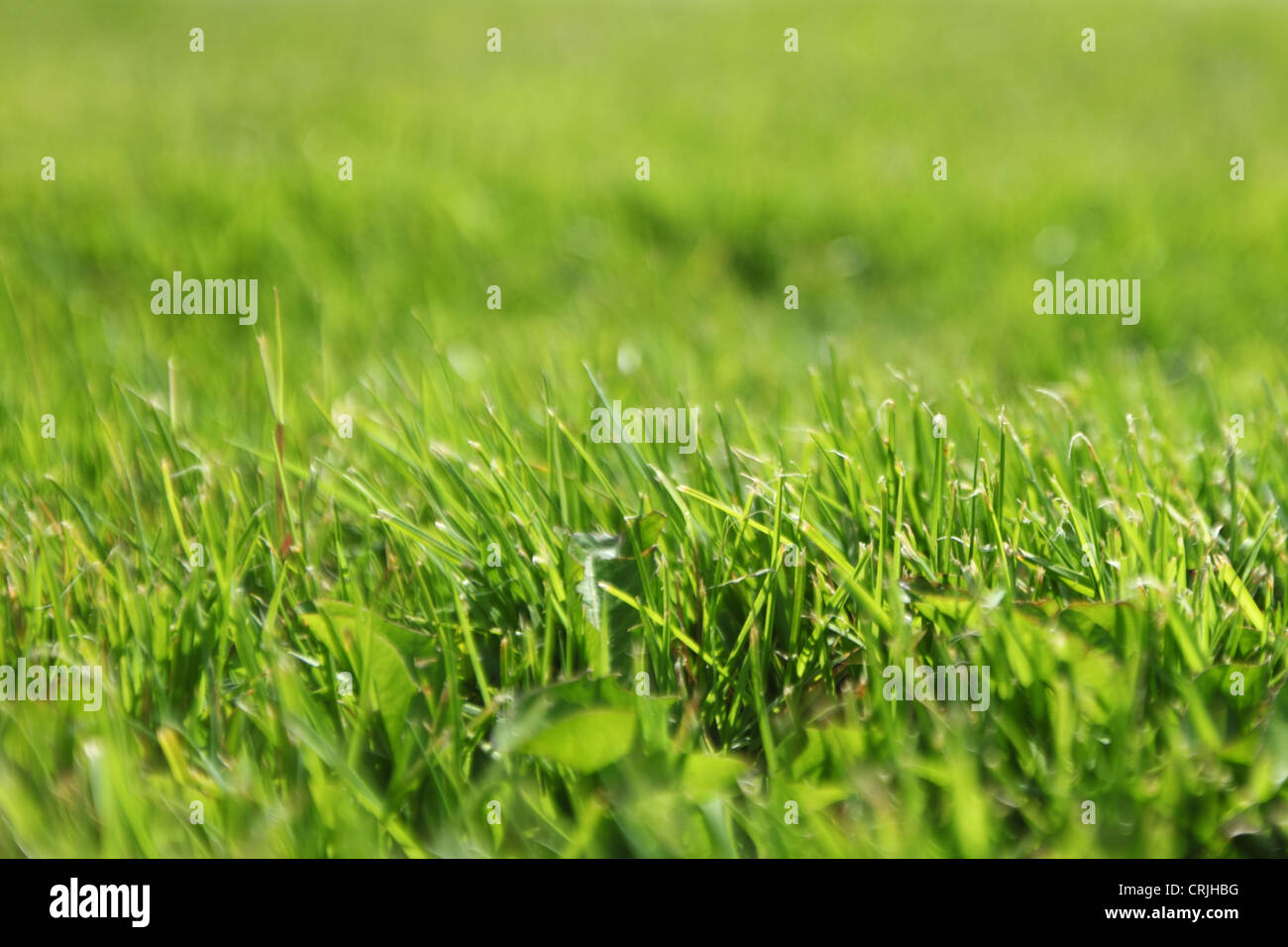 Beautiful green grass texture Stock Photo - Alamy