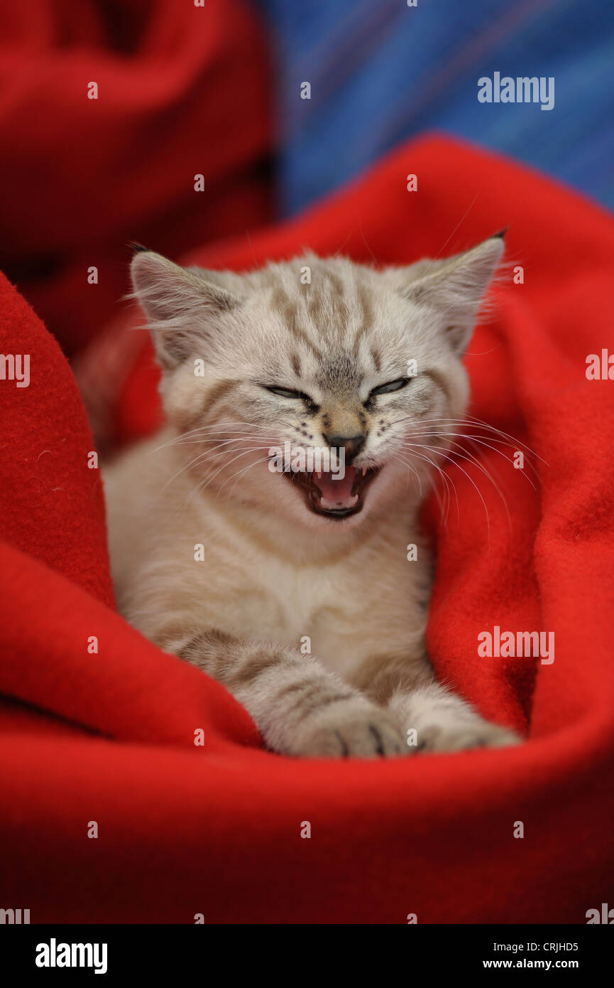 Picture of a pretty and cute young kitten Stock Photo - Alamy