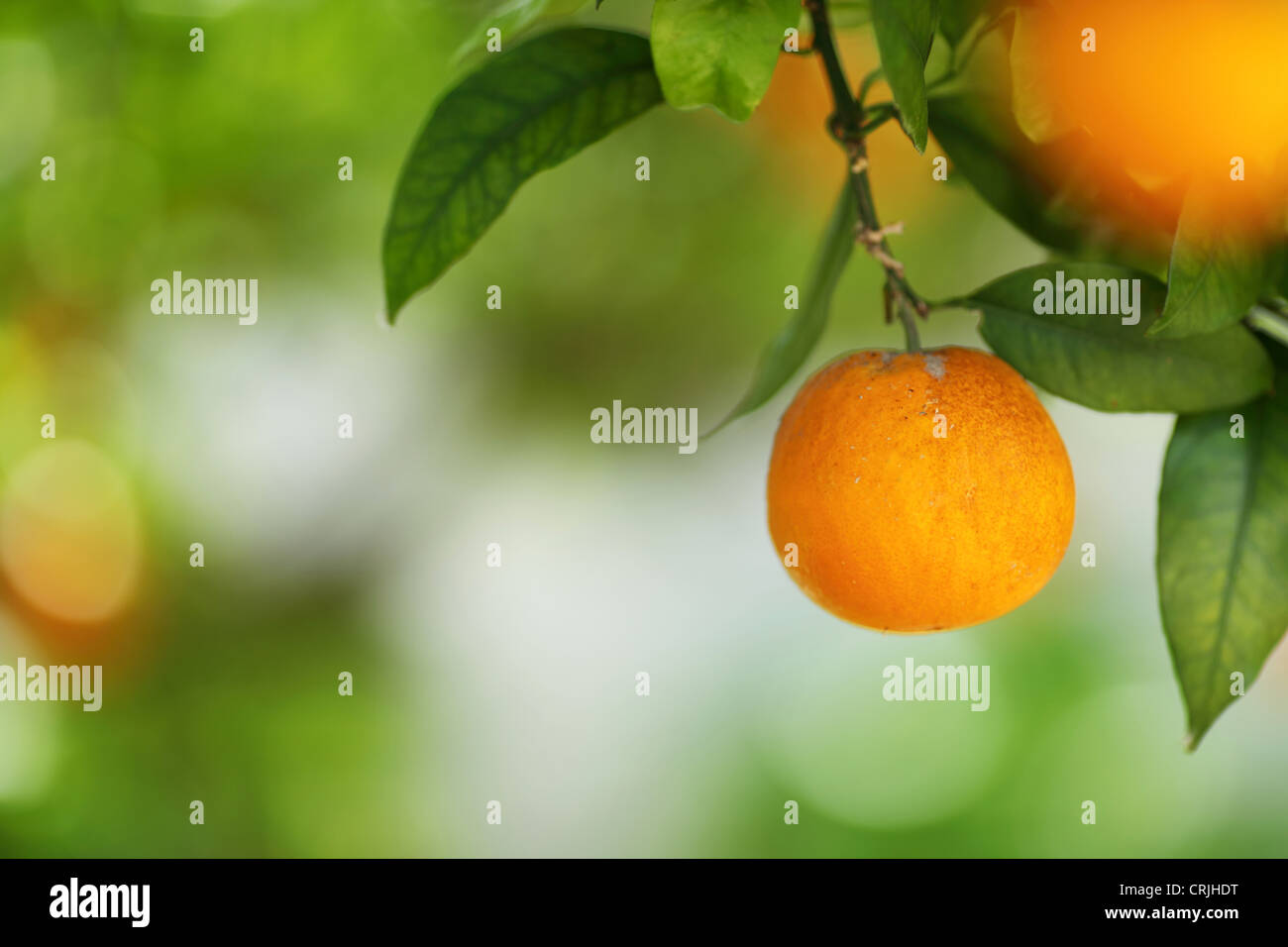 branch orange tree fruits green leaves Stock Photo - Alamy
