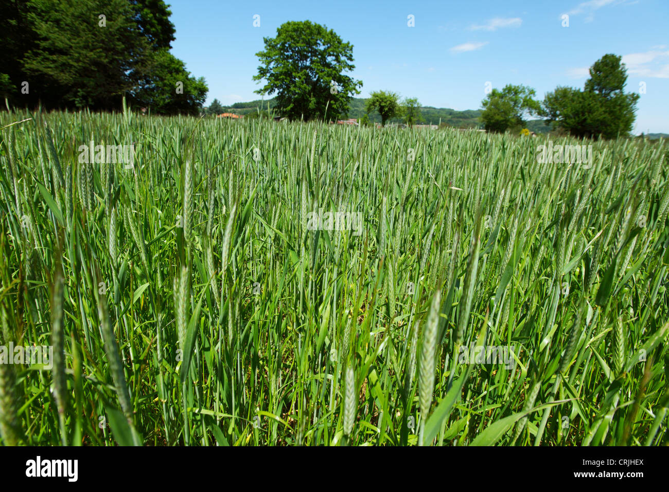 Early spring wheat field Stock Photo - Alamy
