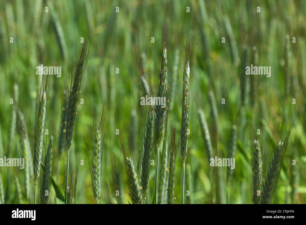 Early spring wheat field Stock Photo - Alamy