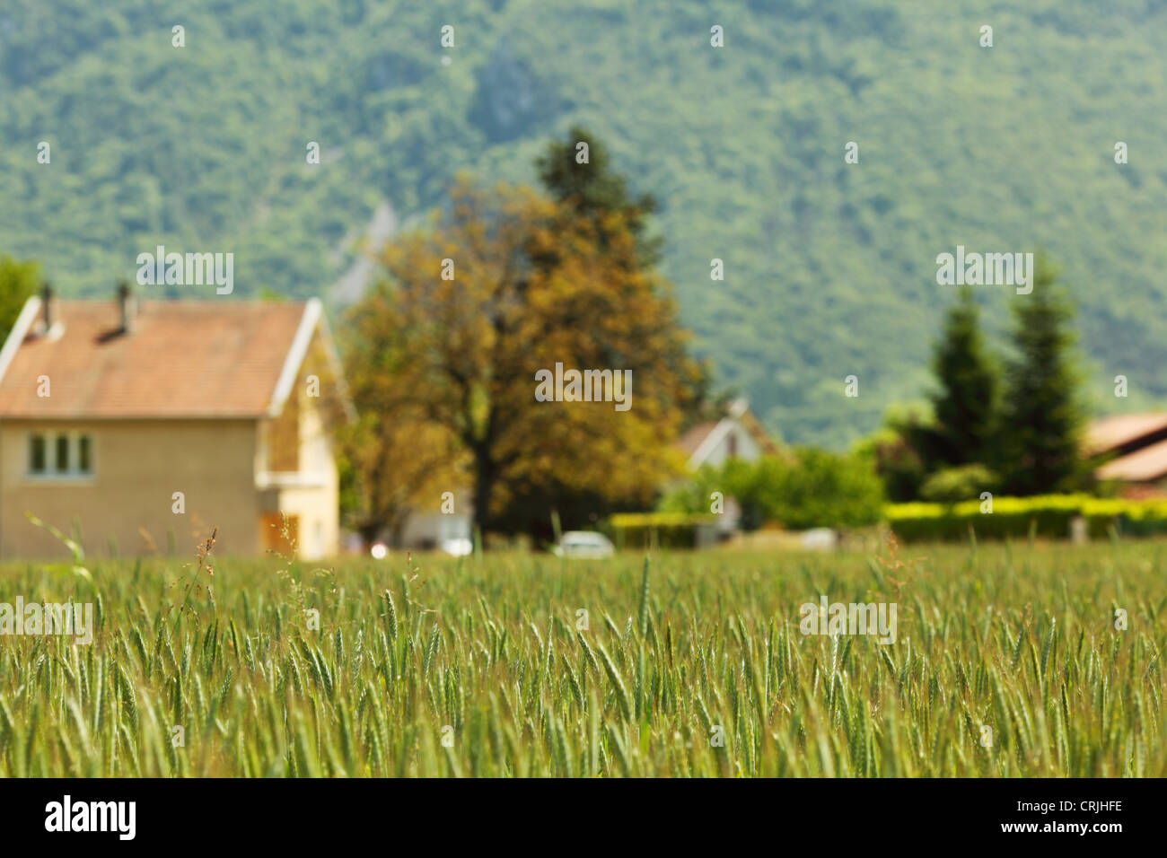 Early spring wheat field Stock Photo - Alamy