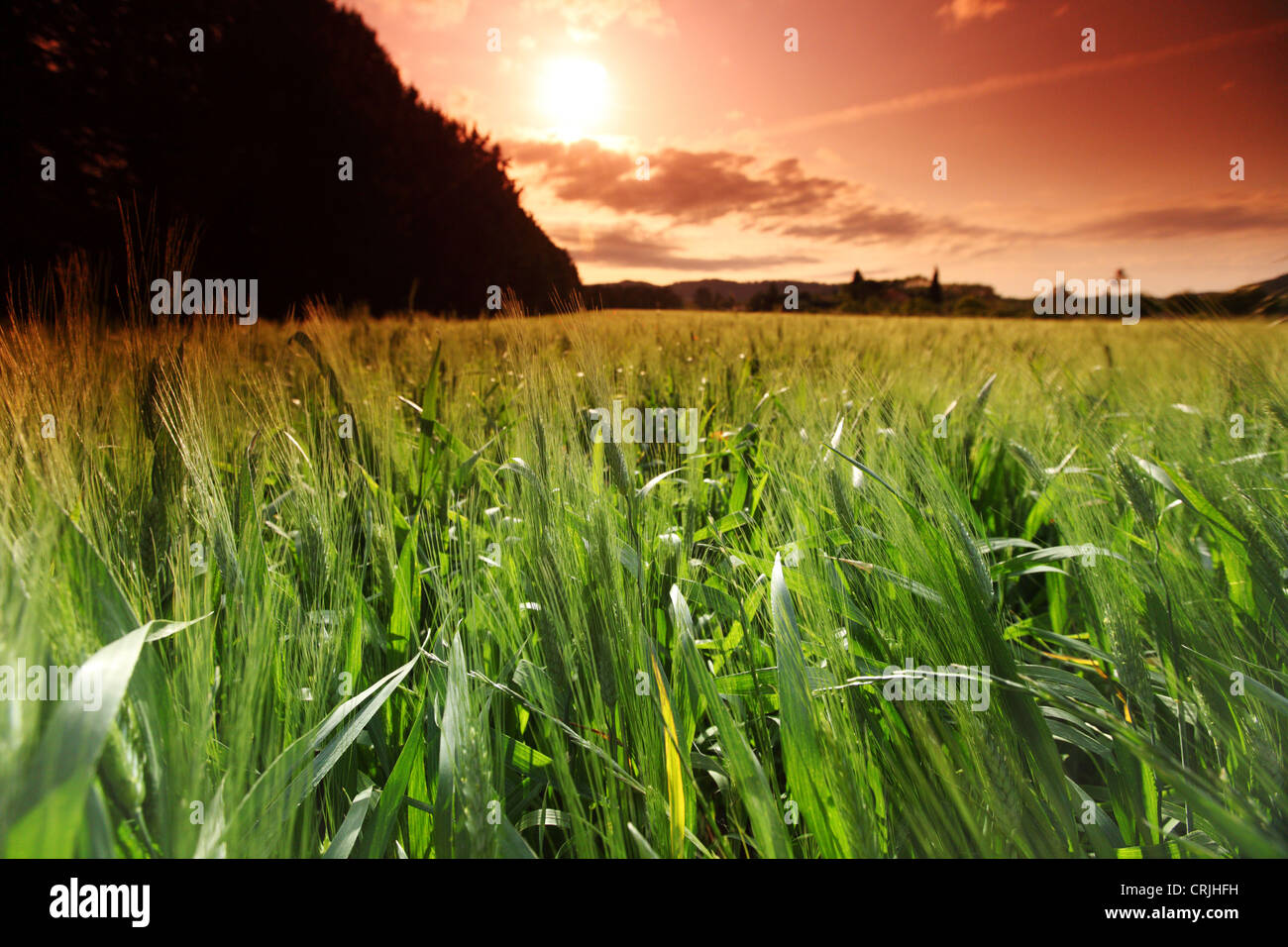 Summer field of wheat Stock Photo - Alamy
