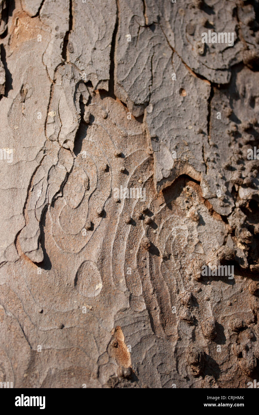 Close up of tree bark Stock Photo - Alamy