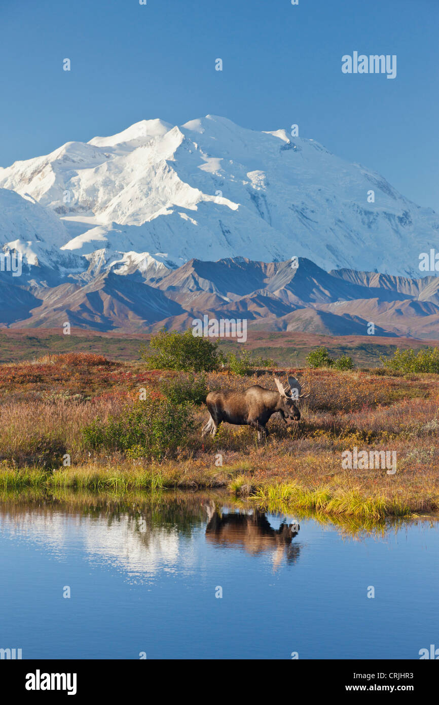 Denali National Park, Alaska, Mt. McKinley towers behind a bull moose ...