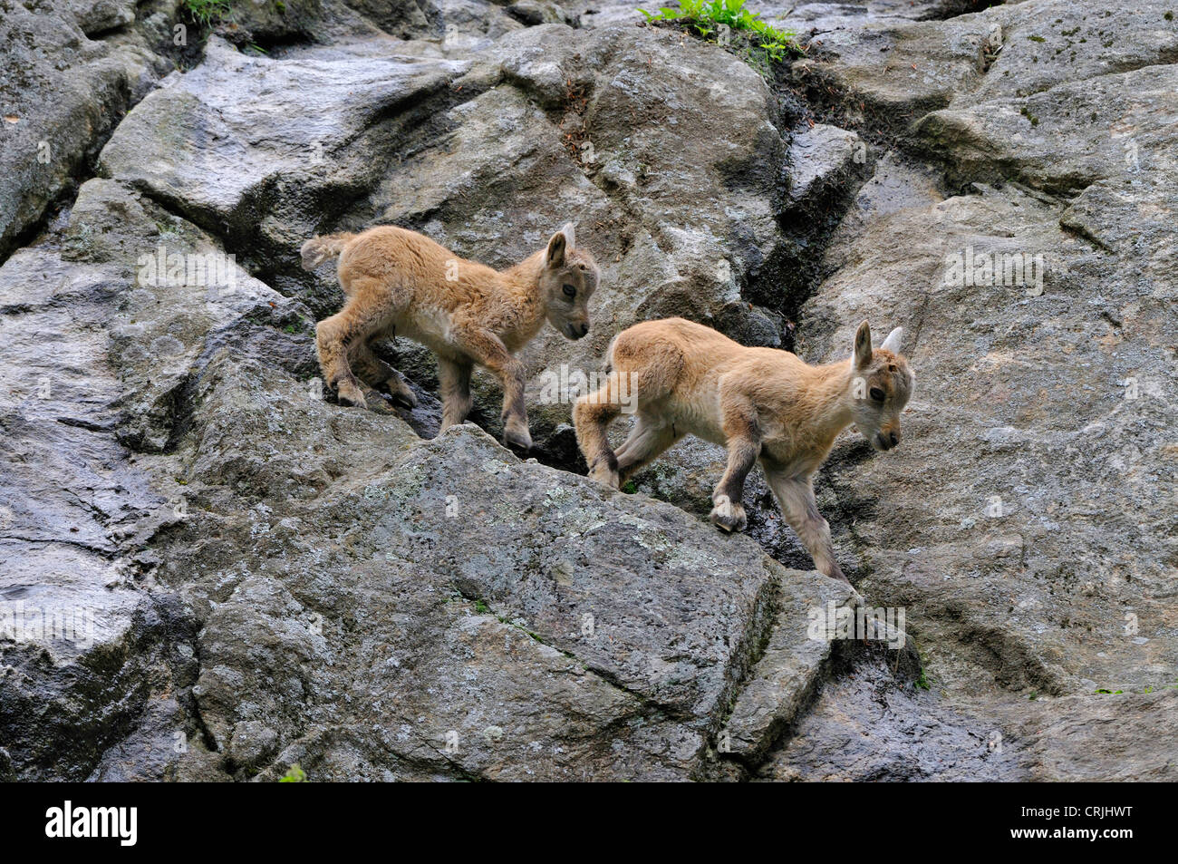 alpine ibex (Capra ibex), two juveniles climbing in a rock wall, Alps ...