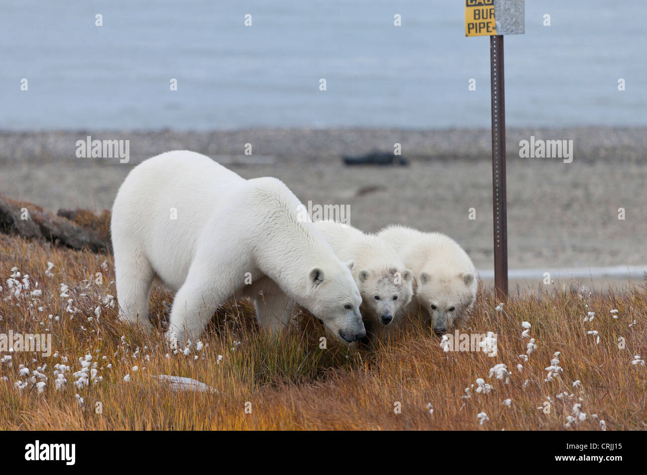 Barter Island, Arctic National Wildlife Refuge (ANWR), Beaufort Sea ...