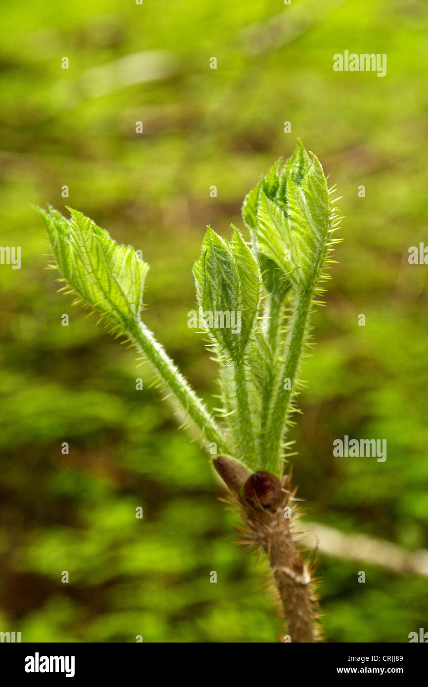 Devils walking stick hi-res stock photography and images - Alamy