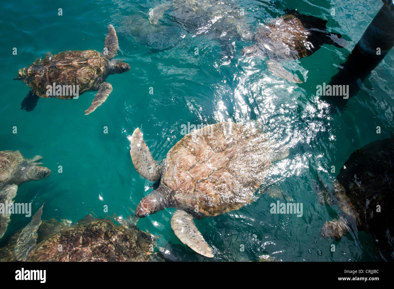 Turtles in Grand Cayman Turtle Farm Stock Photo - Alamy