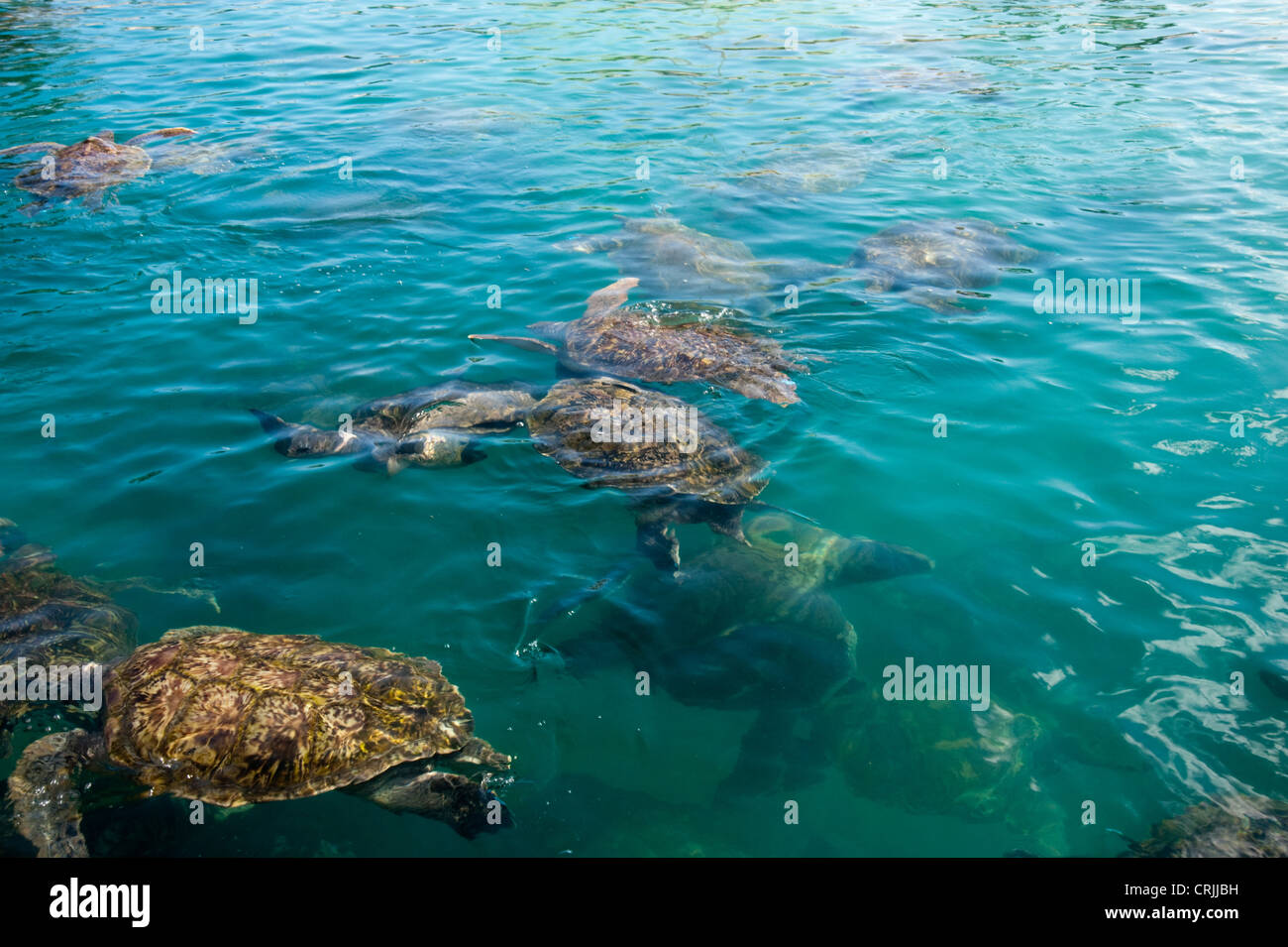 Turtles in Grand Cayman Turtle Farm Stock Photo - Alamy