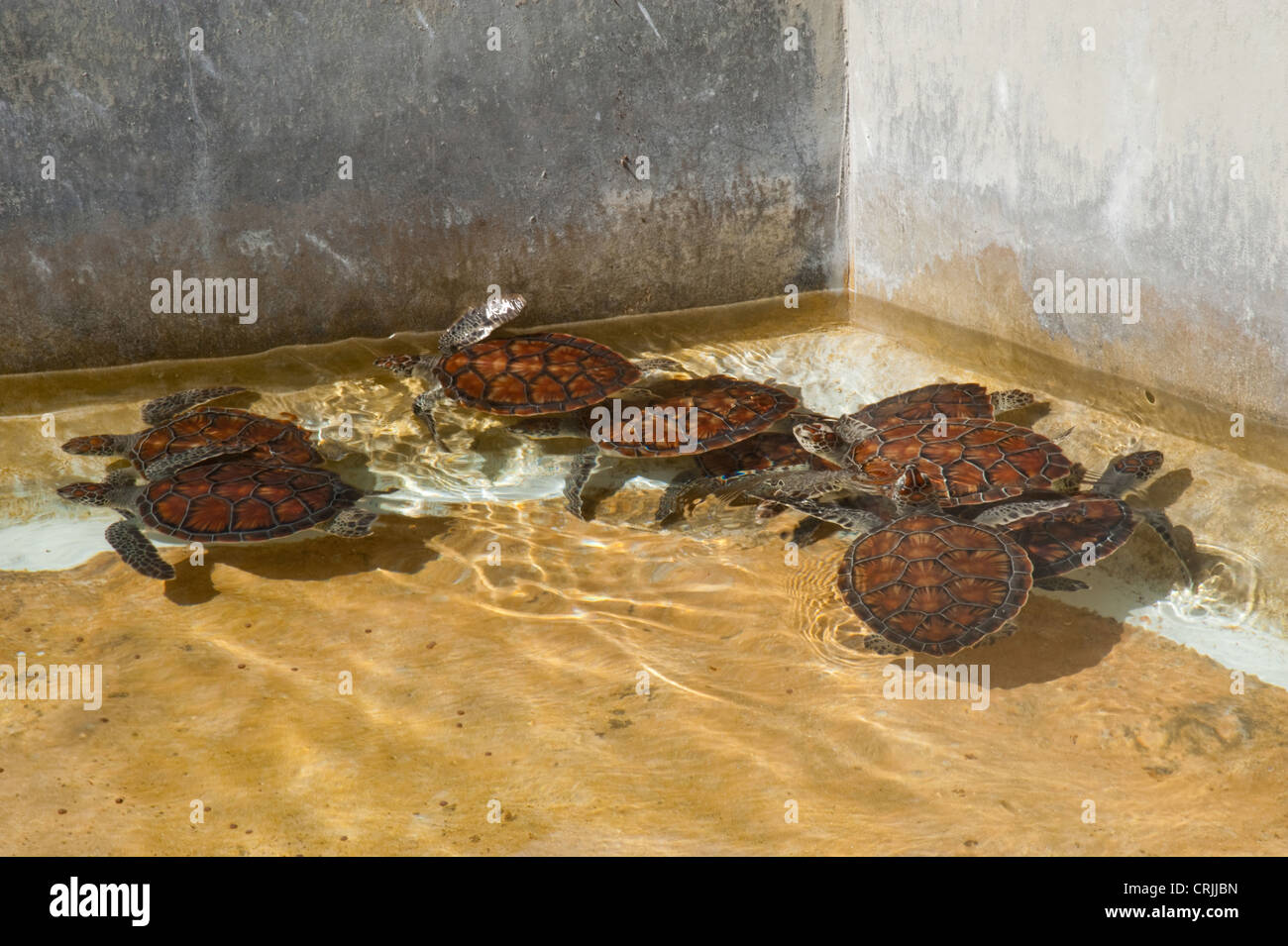 Turtles in Grand Cayman Turtle Farm Stock Photo - Alamy
