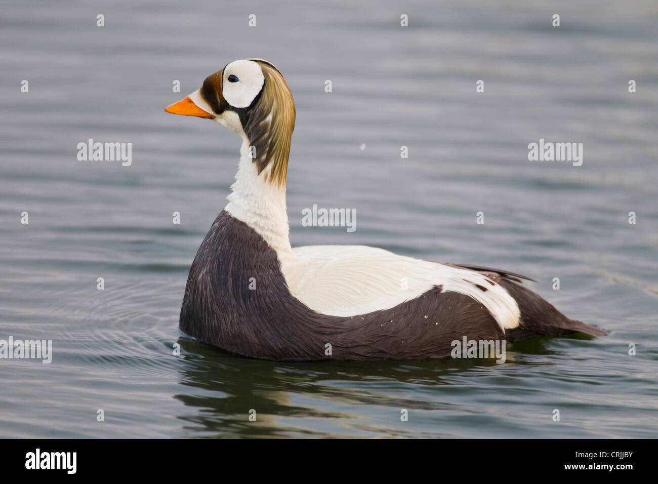Arctic National Wildlife Refuge (ANWR), Alaska, a male spectacled eider ...