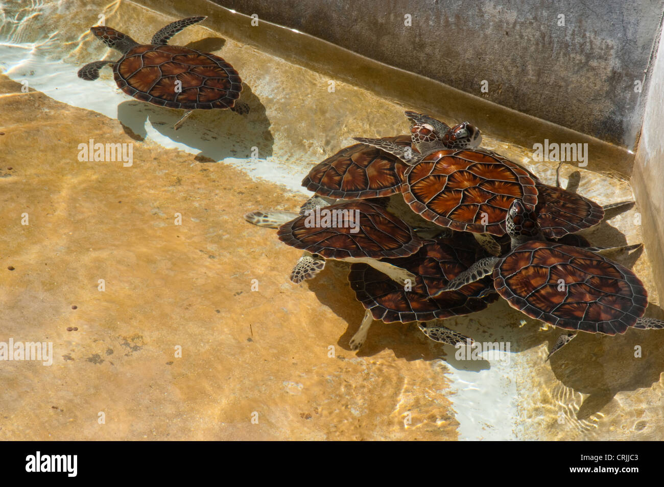 Turtles in Grand Cayman Turtle Farm Stock Photo - Alamy