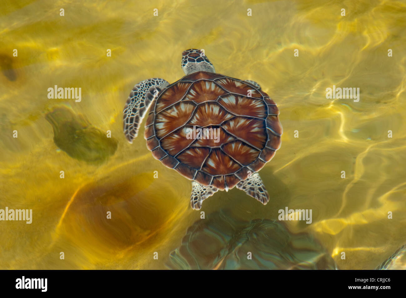 Turtle in Grand Cayman Turtle Farm Stock Photo - Alamy