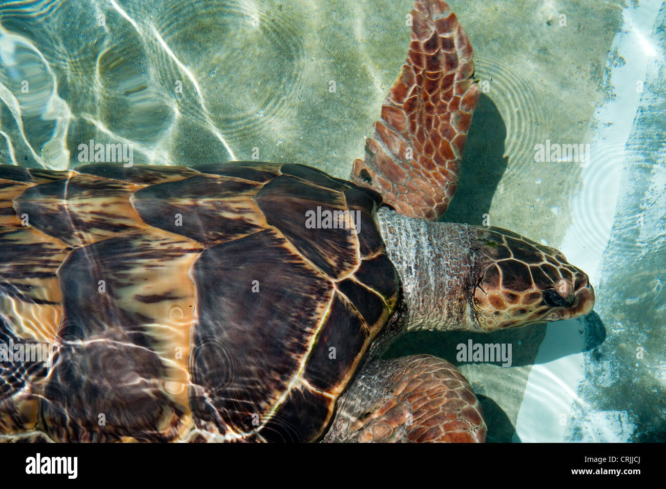 Turtle in Grand Cayman Turtle Farm Stock Photo - Alamy
