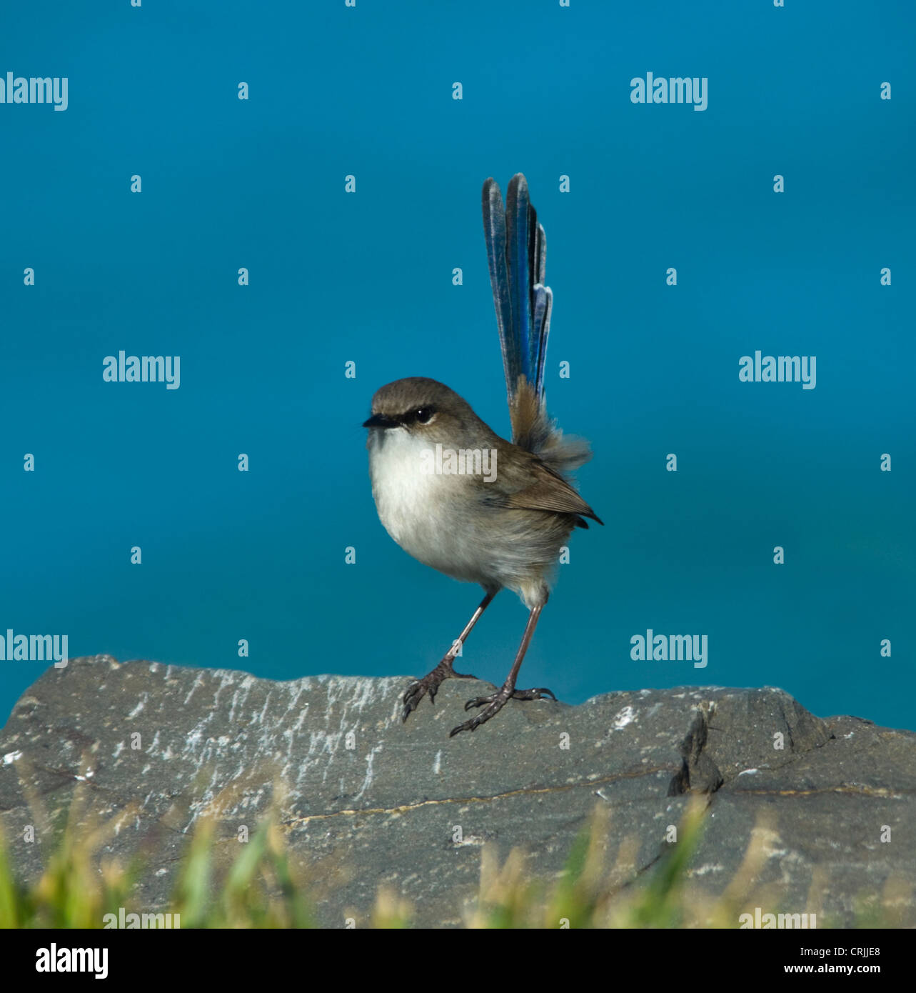 Superb Fairy-wren, Non-breeding Male (Malurus cyaneus Stock Photo - Alamy