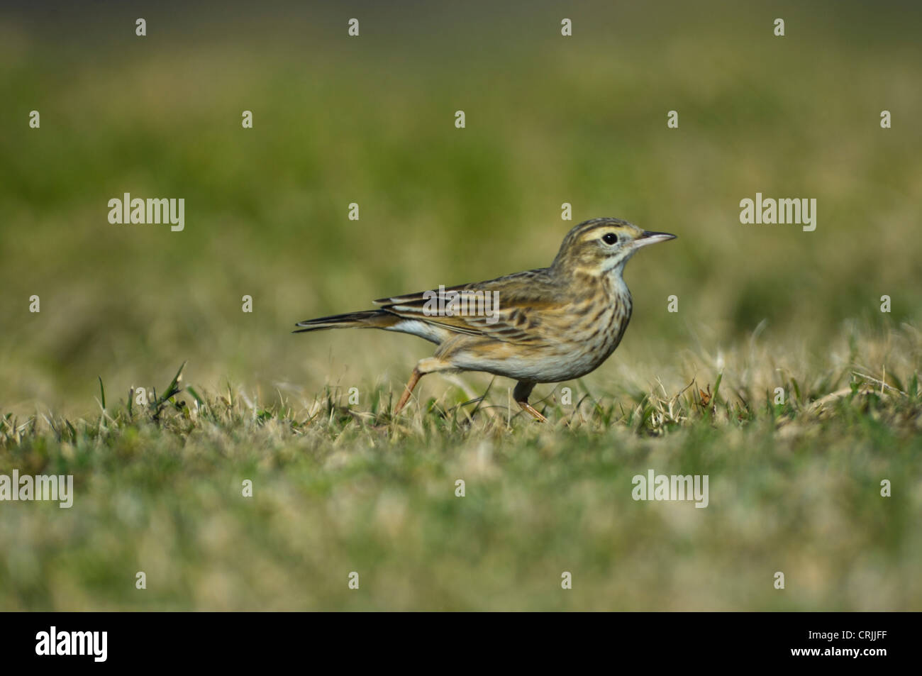 Richards pipit hi-res stock photography and images - Alamy