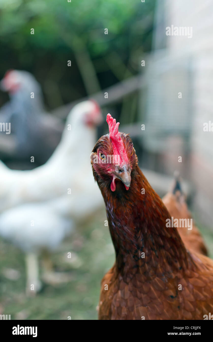 An free range chicken at home in an English garden Stock Photo - Alamy