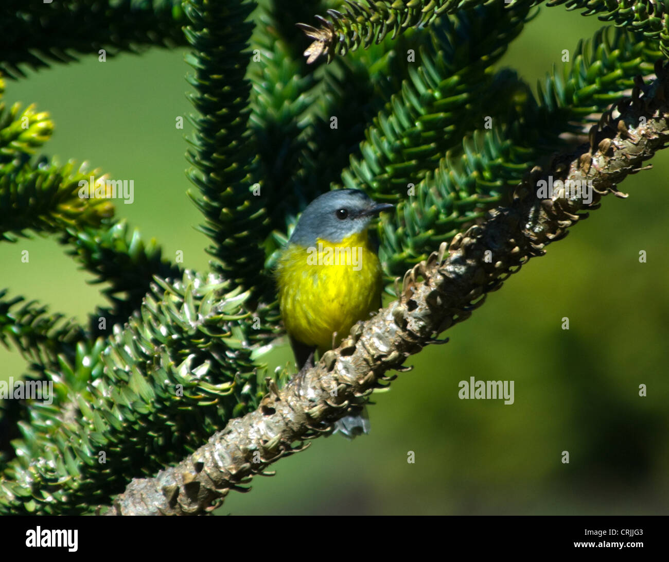 Eastern Yellow Robin (Eopsaltria australis Stock Photo - Alamy